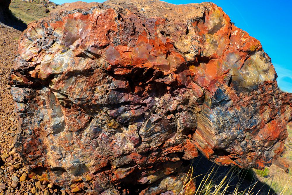 Petrification Foto & Bild | north america, united states, national ...