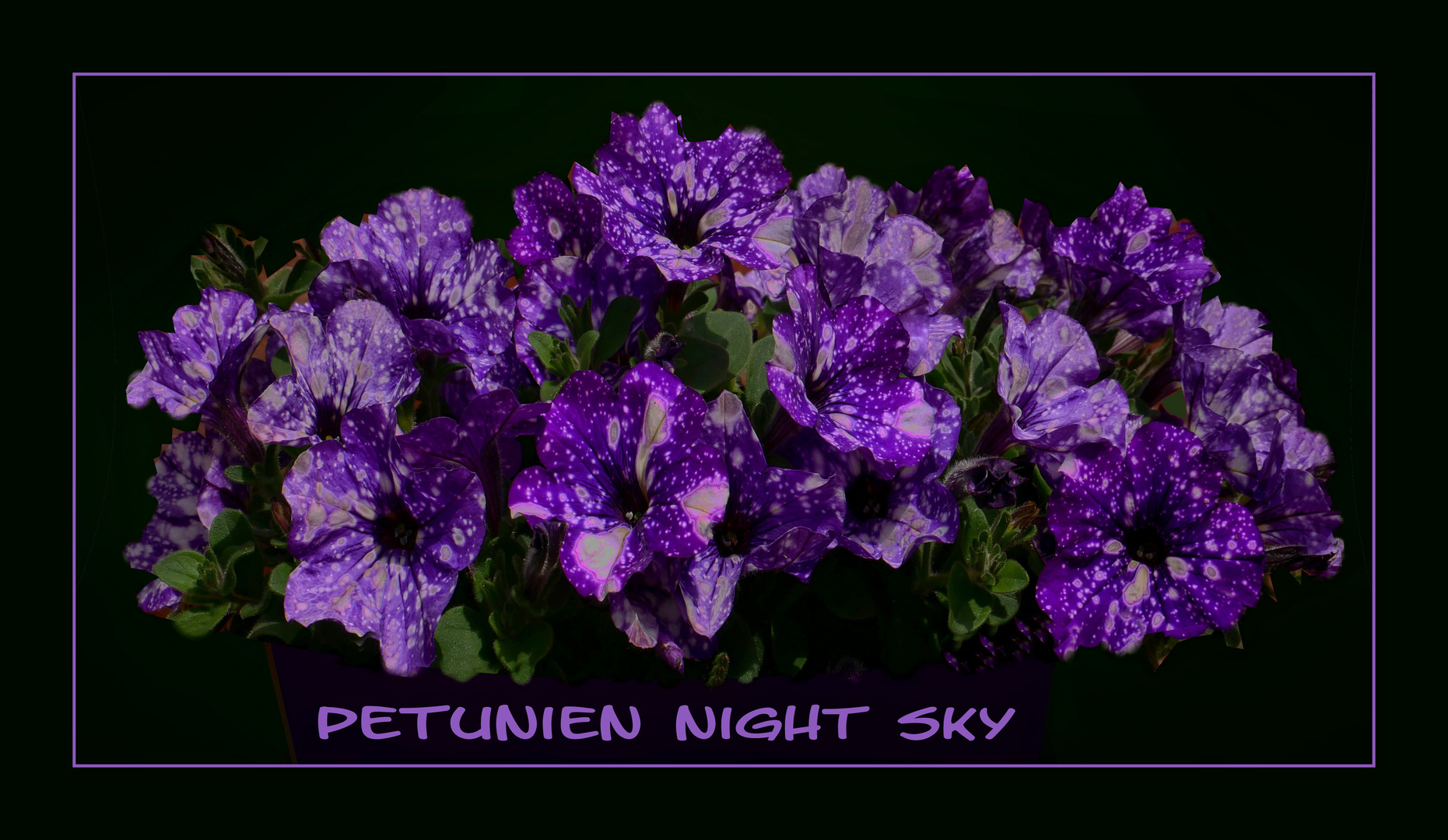 PETUNIEN NIGHT SKY Foto & Bild | spezial, sommer, makro Bilder auf ...