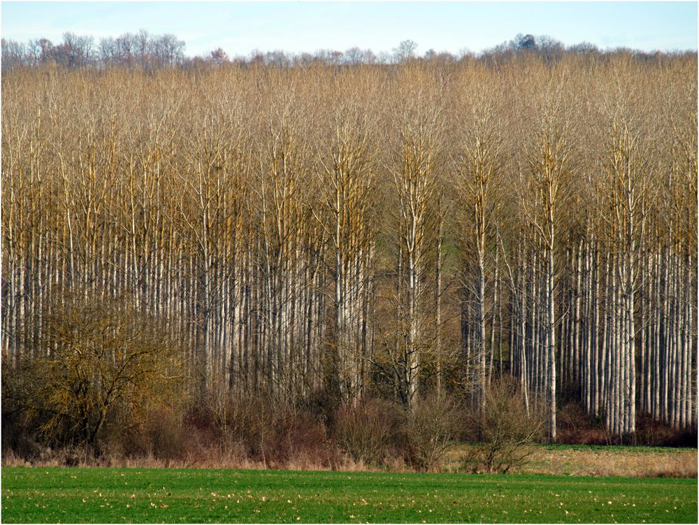 Peupliers photo et image | bäume, natur, pflanzen Images fotocommunity