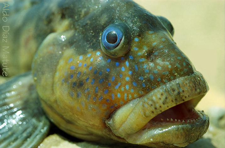 Pez...cado Imagen & Foto | animales, animales marinos , naturaleza ...