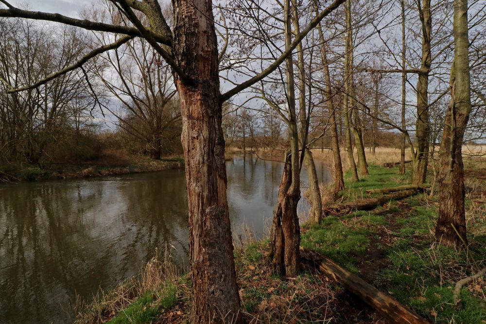 Pfad am Flussufer Foto & Bild | landschaften, wasser, bäume Bilder auf ...