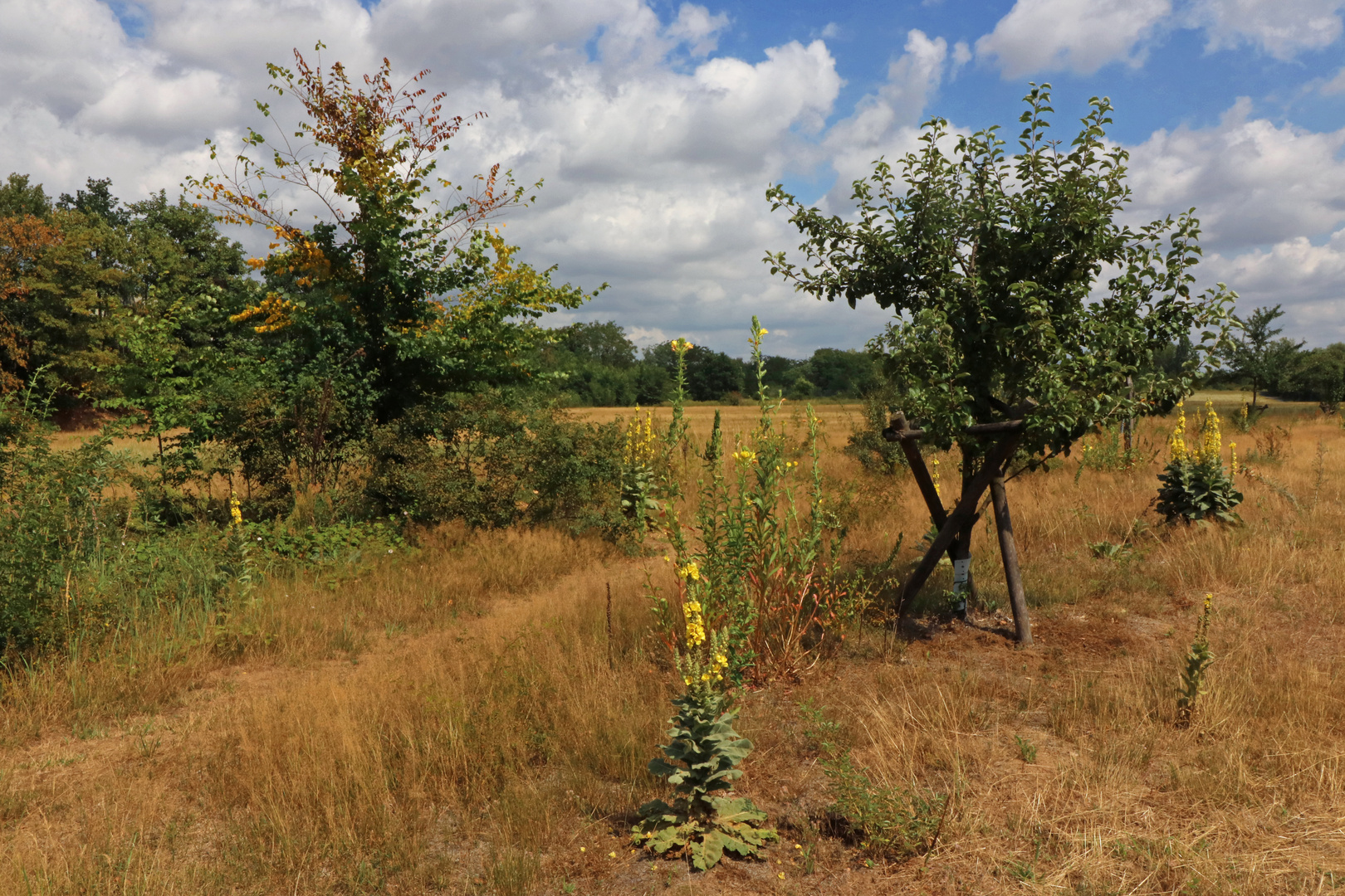 Pfad durch das Gras Foto & Bild | landschaften, sommer, bäume Bilder ...