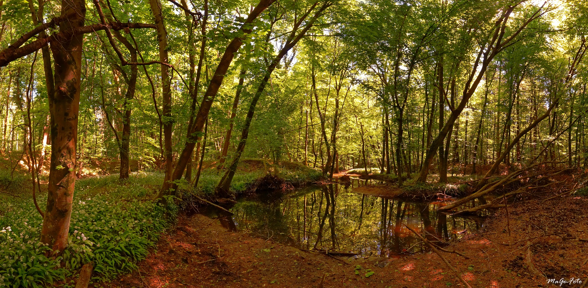 Pfälzer Urwald Foto & Bild | deutschland, europe, rheinland-pfalz ...