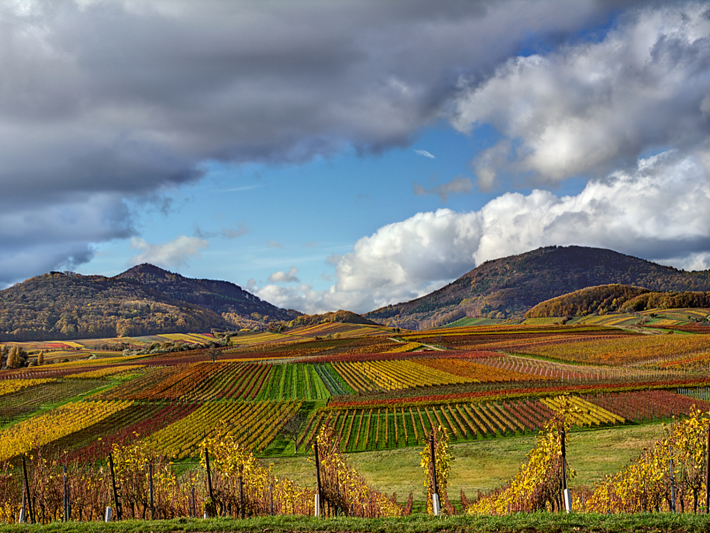 Pfälzer Weinberge im Herbst Foto & Bild | jahreszeiten, herbst, wein Bilder auf fotocommunity
