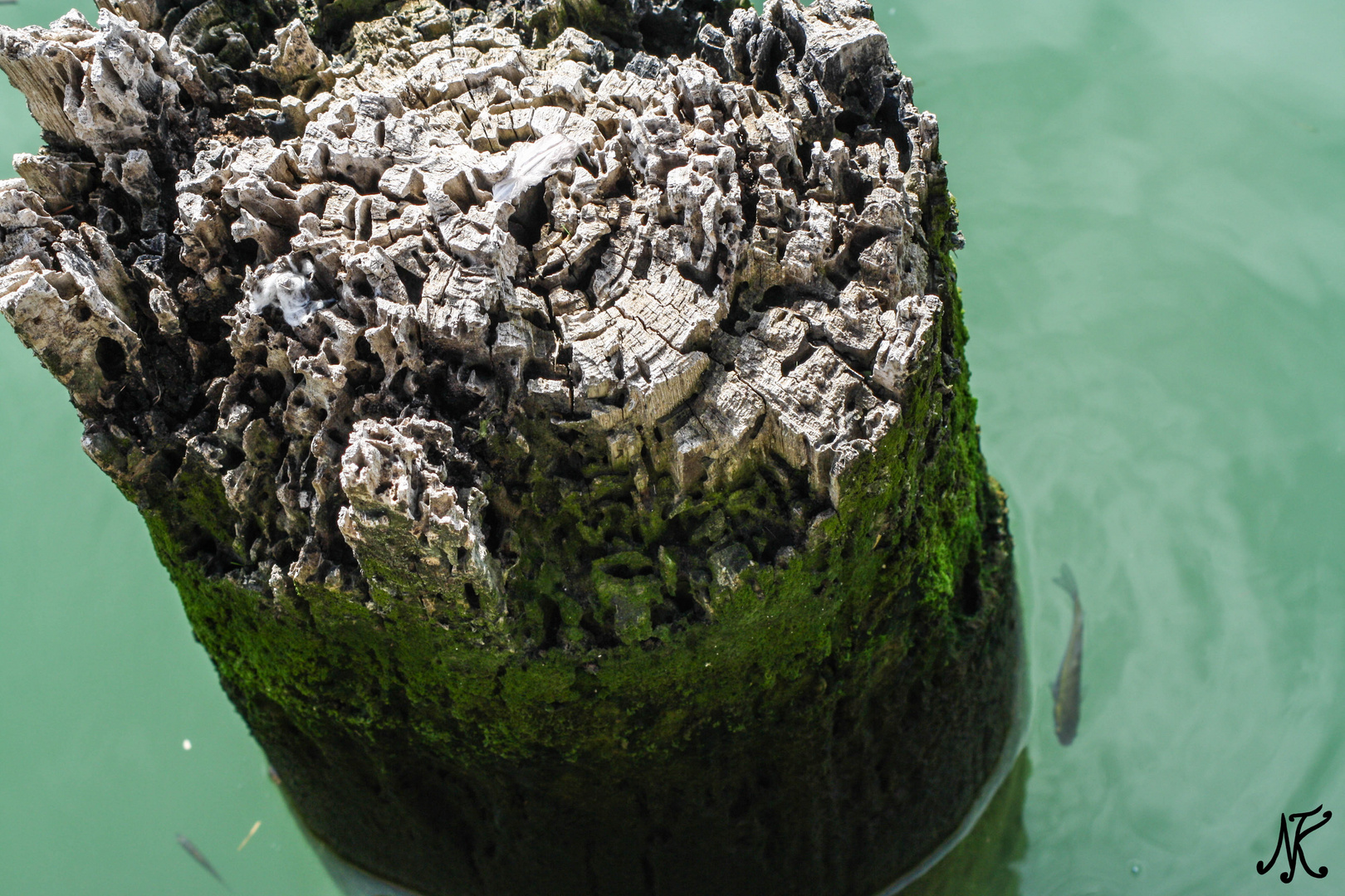 Pfahl Foto & Bild | architektur, profanbauten, hafen Bilder auf ...