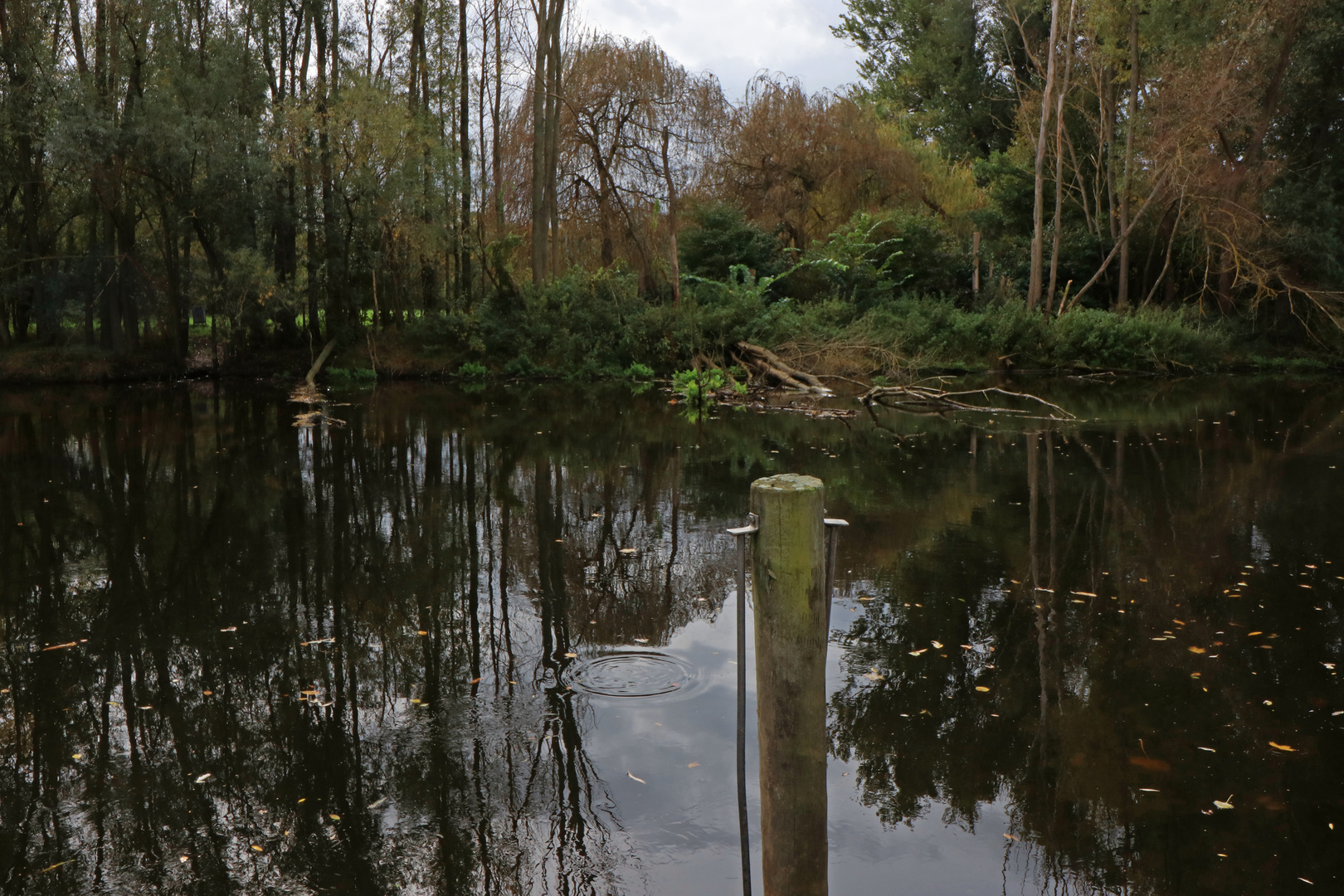 Pfahl am Flussufer Foto & Bild | pflanzen, pilze & flechten, landschaft ...