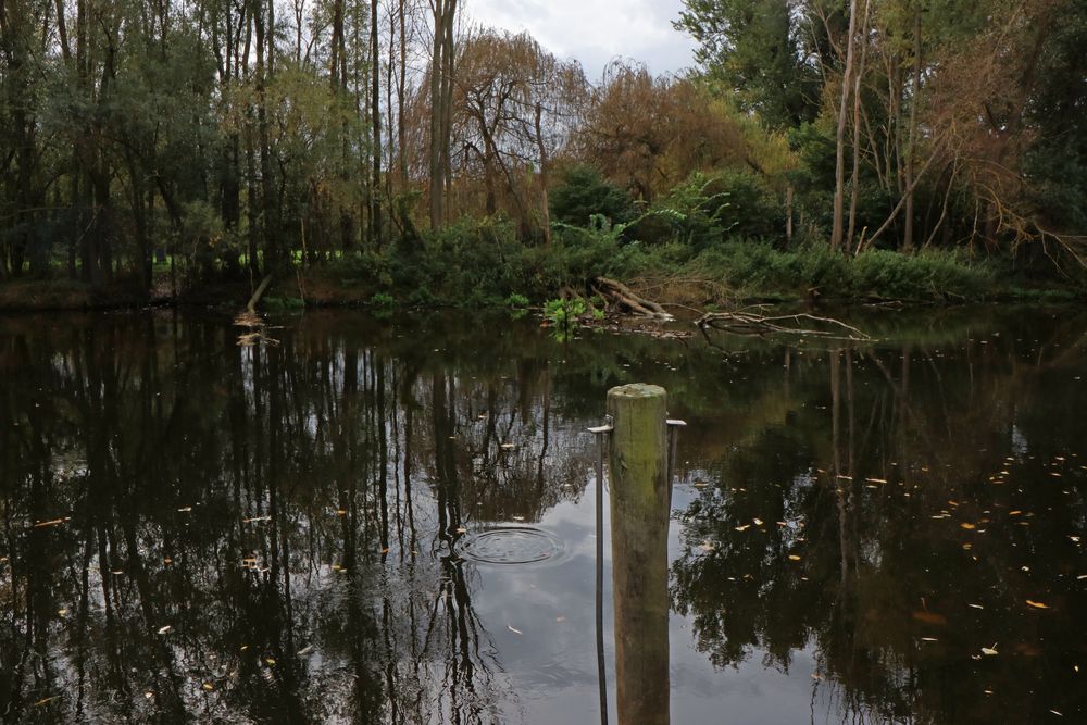 Pfahl am Flussufer Foto & Bild | pflanzen, pilze & flechten, landschaft ...