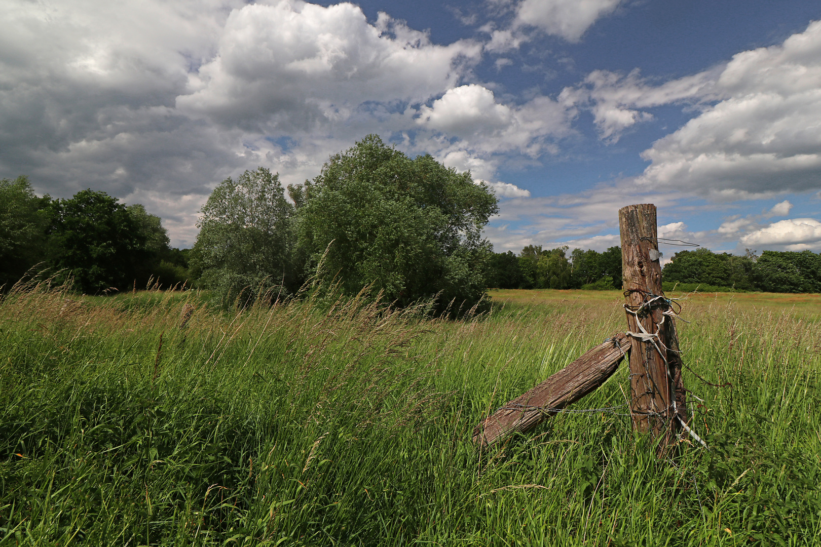 Pfahl am Wiesenrand Foto & Bild | landschaften, sommer, bäume Bilder ...