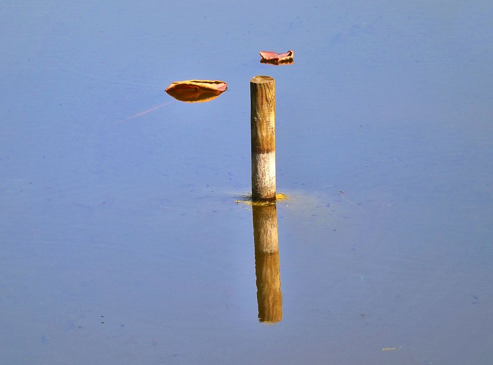 Pfahl im Teich Foto & Bild | abstraktes, landschaft, projekte Bilder ...