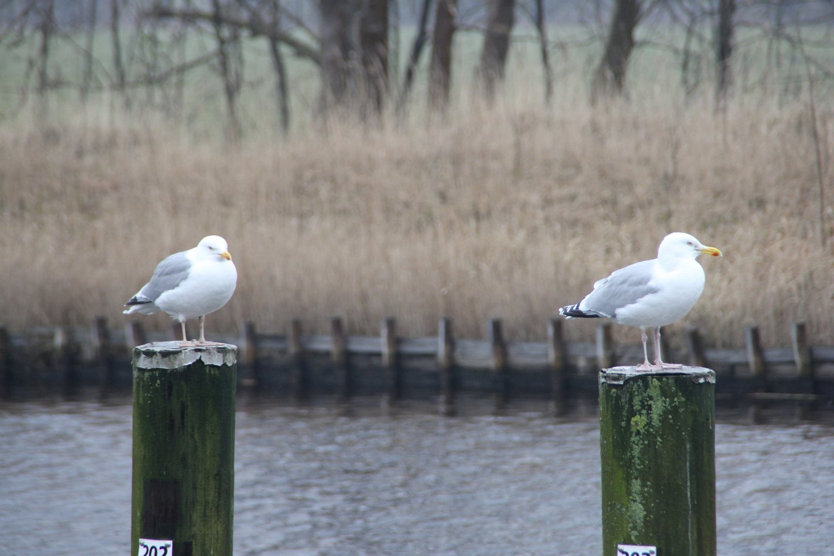 Pfahlsitzen Foto & Bild | tiere, wildlife, wild lebende vögel Bilder ...