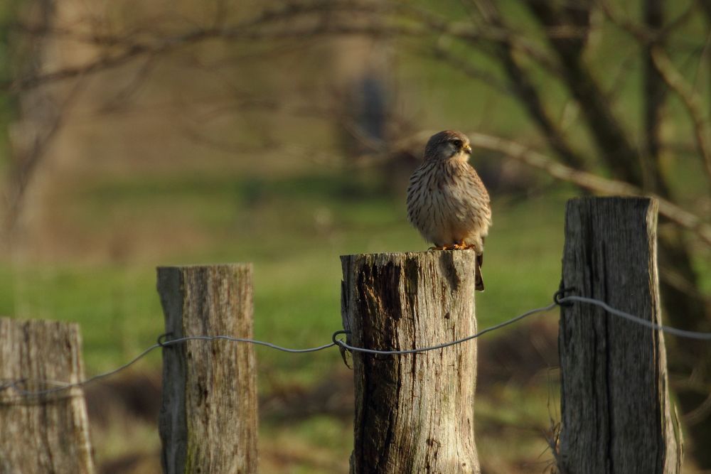 Pfahlsitzer.... Foto & Bild | tiere, wildlife, wild lebende vögel ...