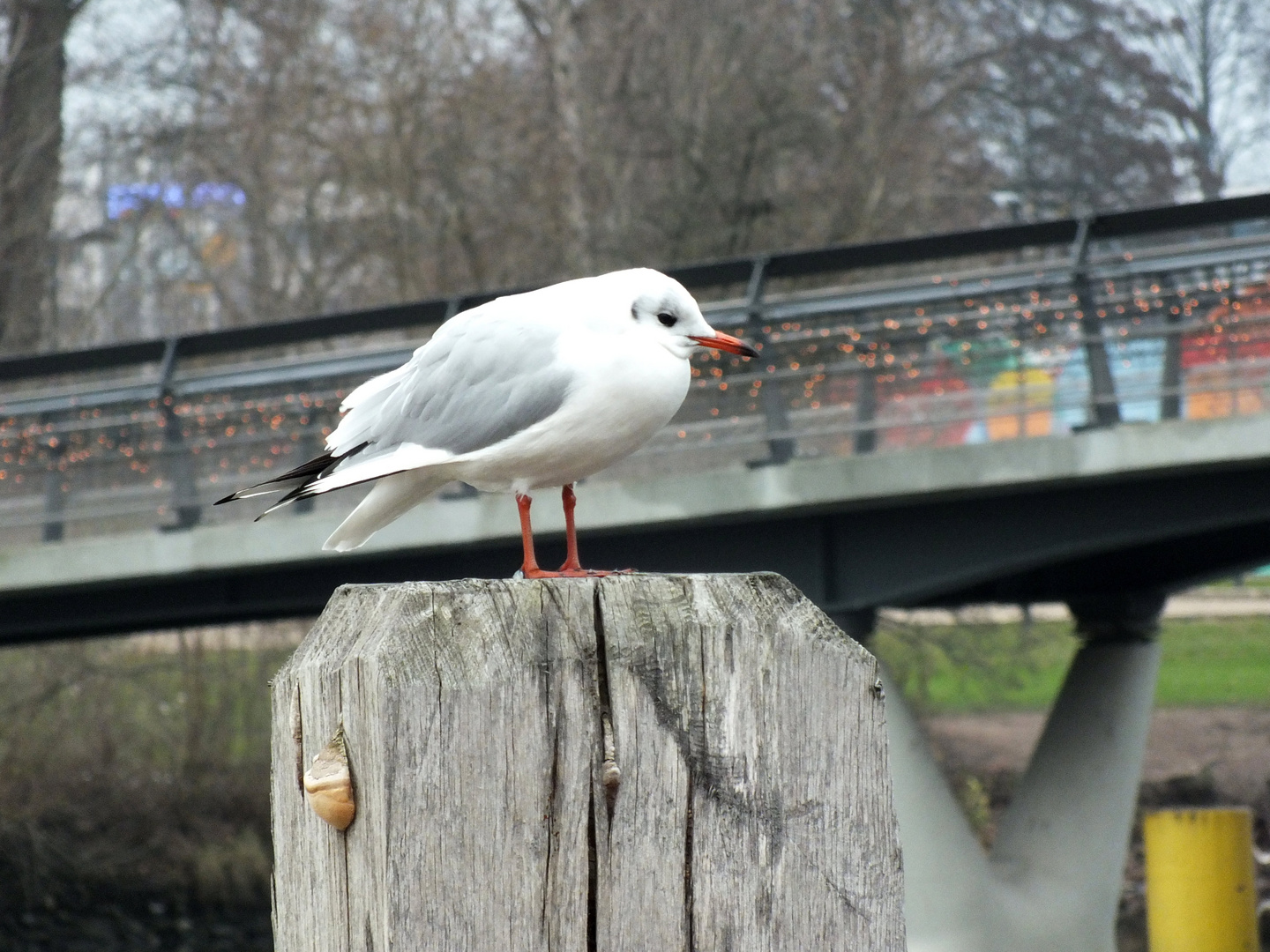 Pfahlsitzer Foto & Bild | tiere, wildlife, wild lebende vögel Bilder ...