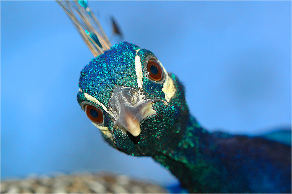 Pfau Foto & Bild | tiere, zoo, wildpark & falknerei, vögel Bilder auf ...