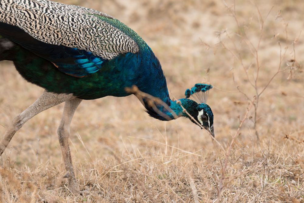 Pfau Foto & Bild | tiere, wildlife, wild lebende vögel Bilder auf ...