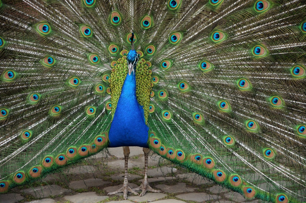 Pfau Foto & Bild | tiere, tierdetails, natur Bilder auf fotocommunity