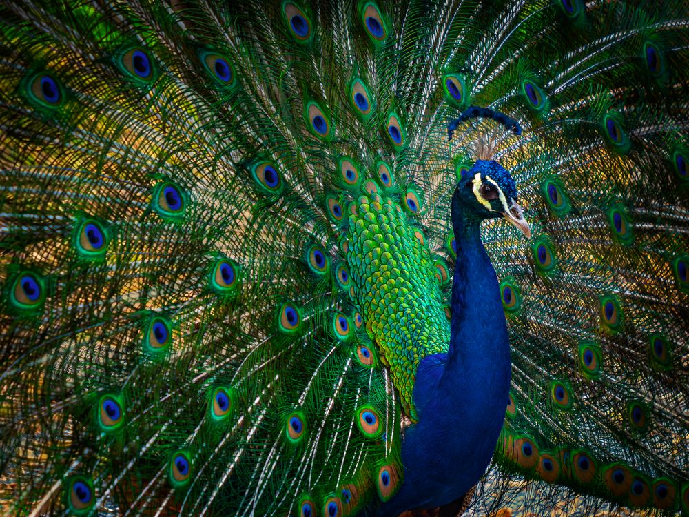 Pfau. Foto & Bild | natur, hahn, zoo Bilder auf fotocommunity