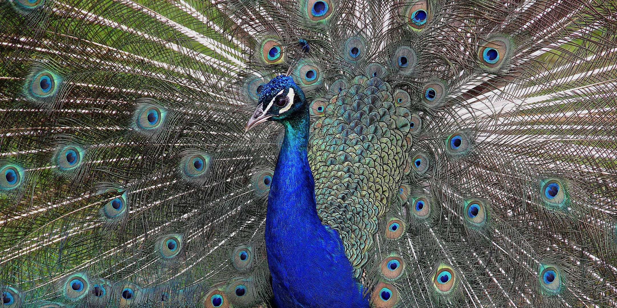 Pfau Foto & Bild | tiere, zoo, wildpark & falknerei, vögel Bilder auf ...