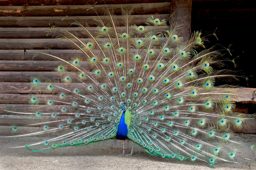 Pfau 2 Foto & Bild | natur, zoo, tiere Bilder auf fotocommunity
