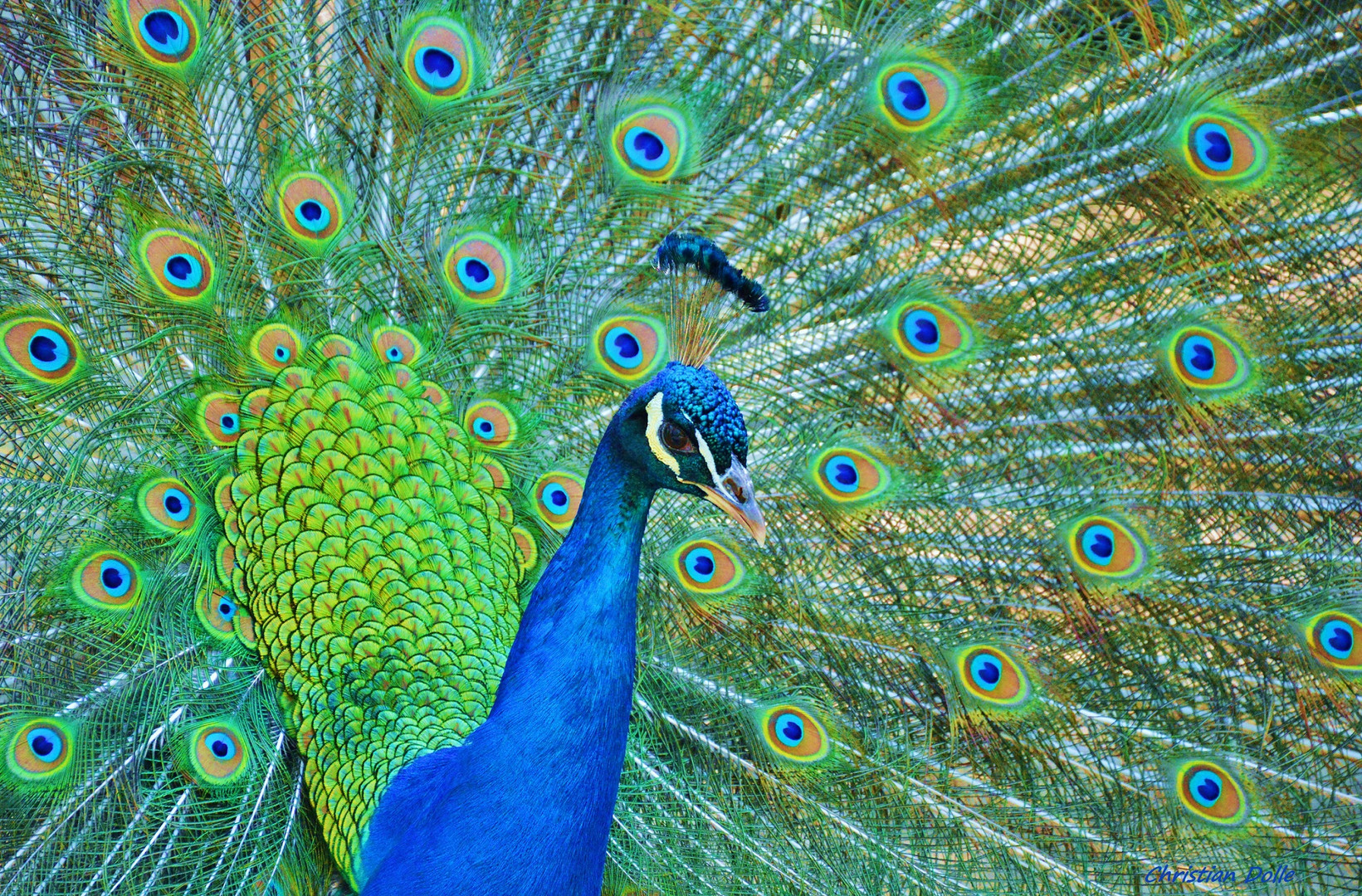Pfau Foto & Bild | tiere, wildlife, wild lebende vögel Bilder auf ...