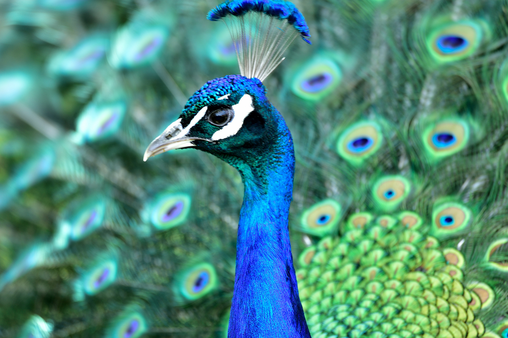 Pfau Foto & Bild | tiere, zoo, wildpark & falknerei, vögel Bilder auf ...
