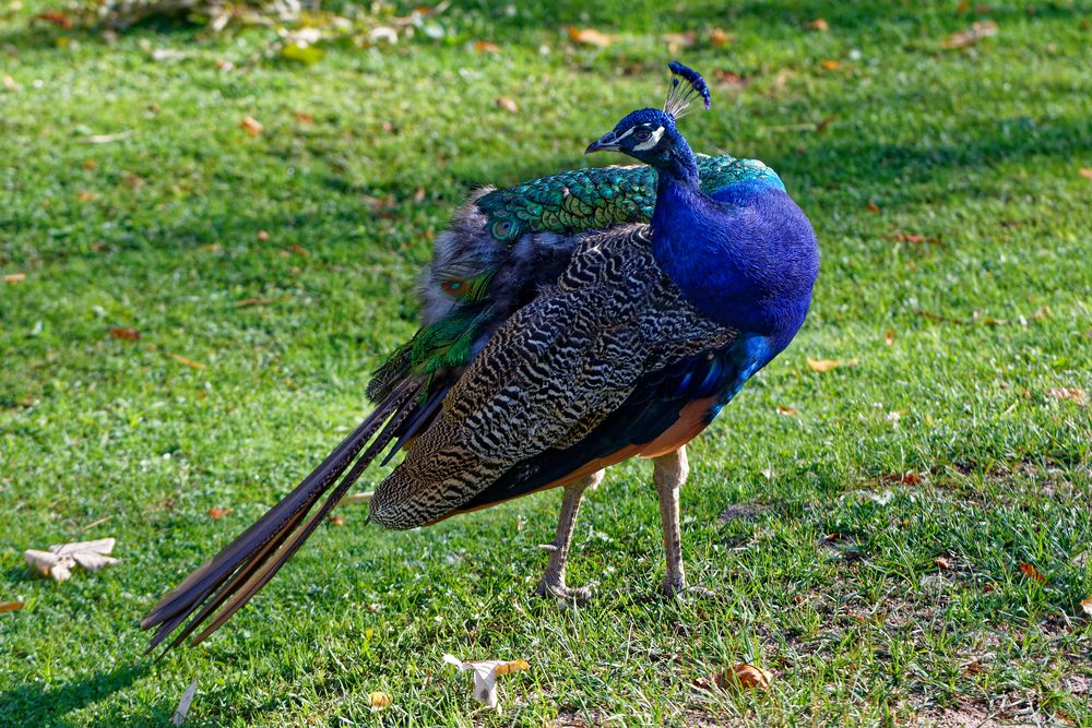 Pfau Foto & Bild | tiere, zoo, wildpark & falknerei, vögel Bilder auf ...