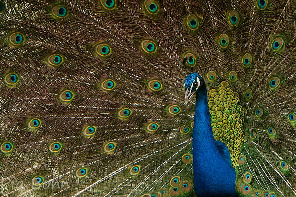 Pfau Foto & Bild | tiere, natur Bilder auf fotocommunity