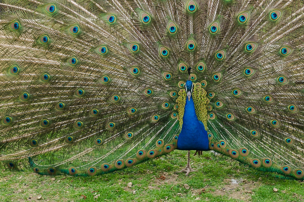 Pfau Foto & Bild | tiere, zoo, wildpark & falknerei, vögel Bilder auf ...