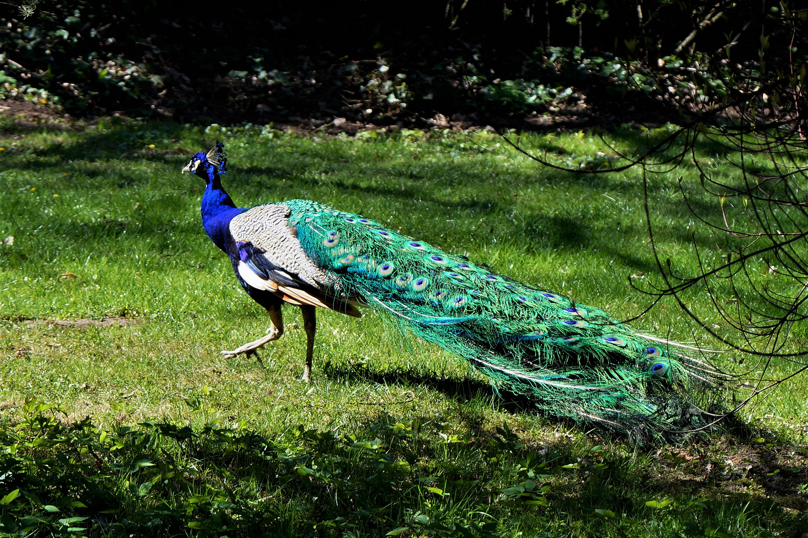 Pfau ... Foto & Bild | tiere, frühling, natur Bilder auf fotocommunity