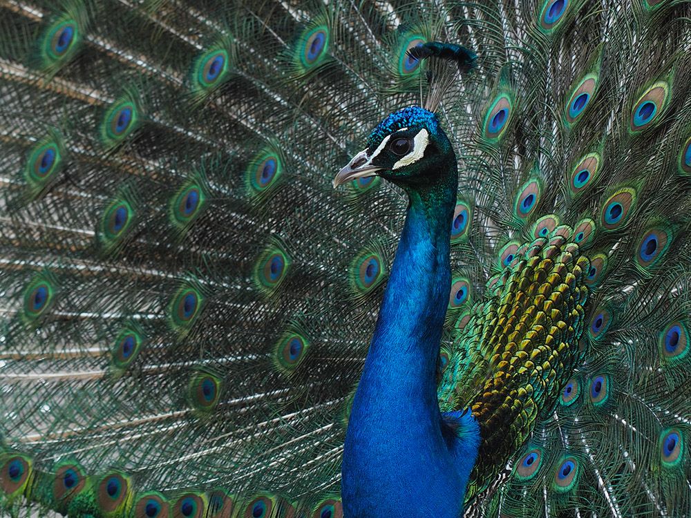 Pfau Foto & Bild | natur, tiere, vögel Bilder auf fotocommunity