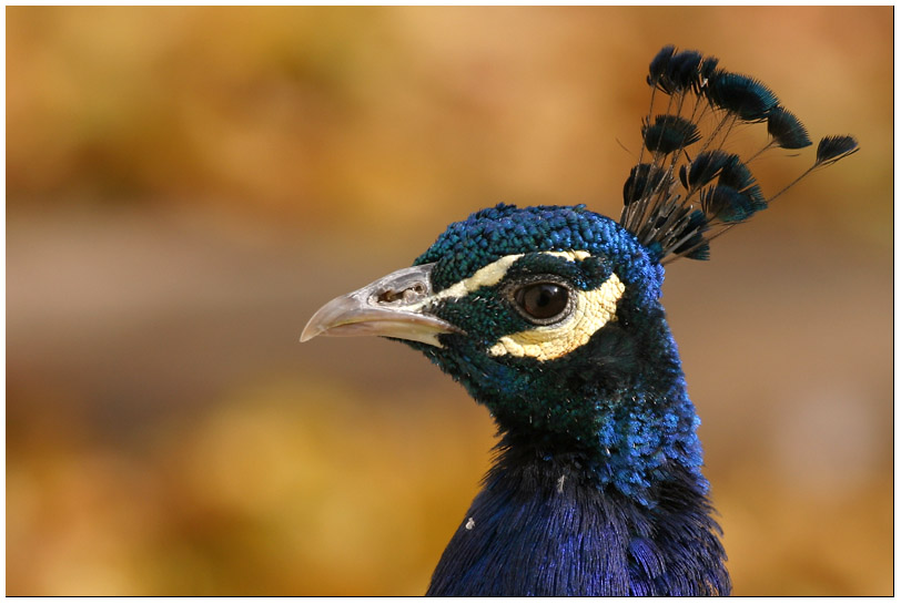 Pfau Foto & Bild | tiere, zoo, wildpark & falknerei, vögel Bilder auf ...