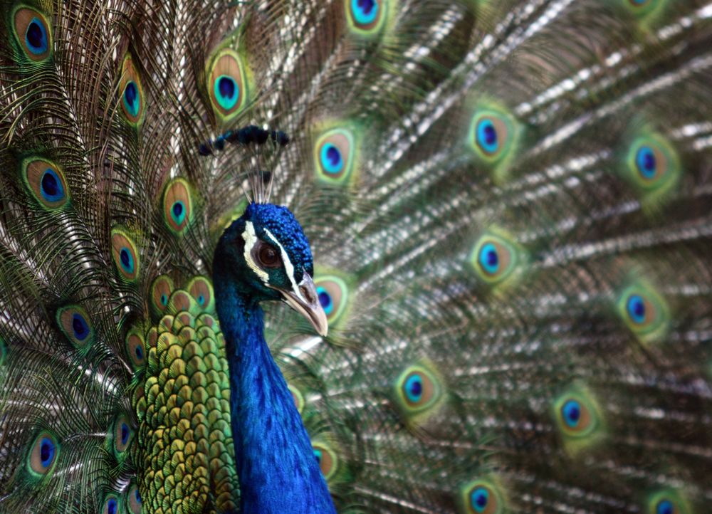 Pfau Foto & Bild | tiere, natur Bilder auf fotocommunity