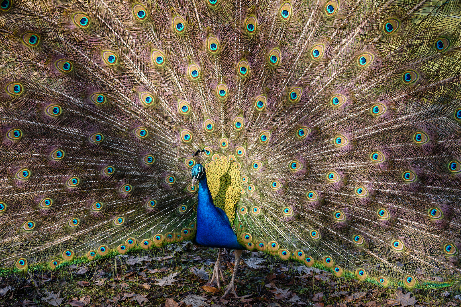 Pfau Foto & Bild | tiere, zoo, wildpark & falknerei, vögel Bilder auf ...