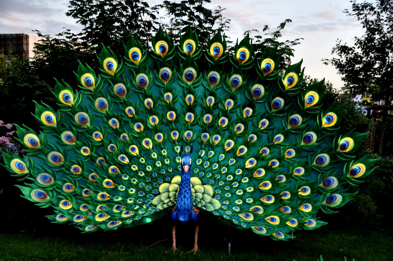 Pfau Foto & Bild | pfau, chinesisches laternenfest, motive Bilder auf ...