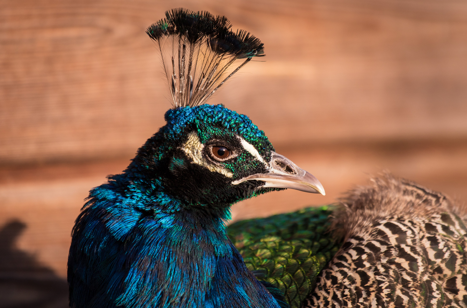 Pfau Foto & Bild | tiere, tierfreundschaften, fotos Bilder auf ...