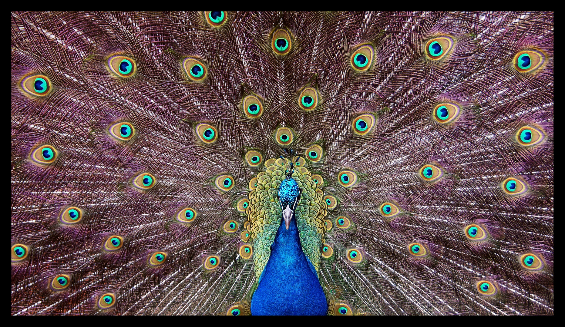 Pfau Foto & Bild | natur, tiere, vögel Bilder auf fotocommunity