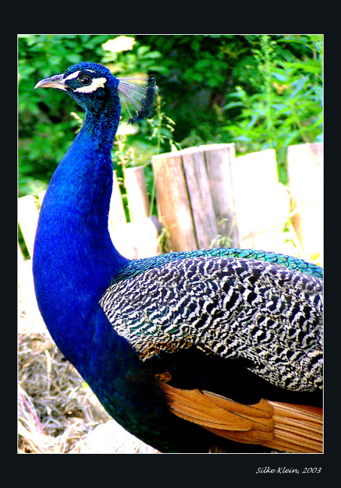 Pfau Foto & Bild | tiere, haustiere, vögel Bilder auf fotocommunity