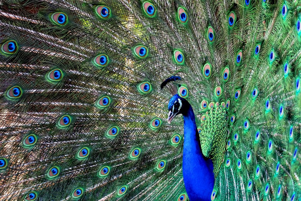 Pfau Foto & Bild | natur, tiere, vögel Bilder auf fotocommunity