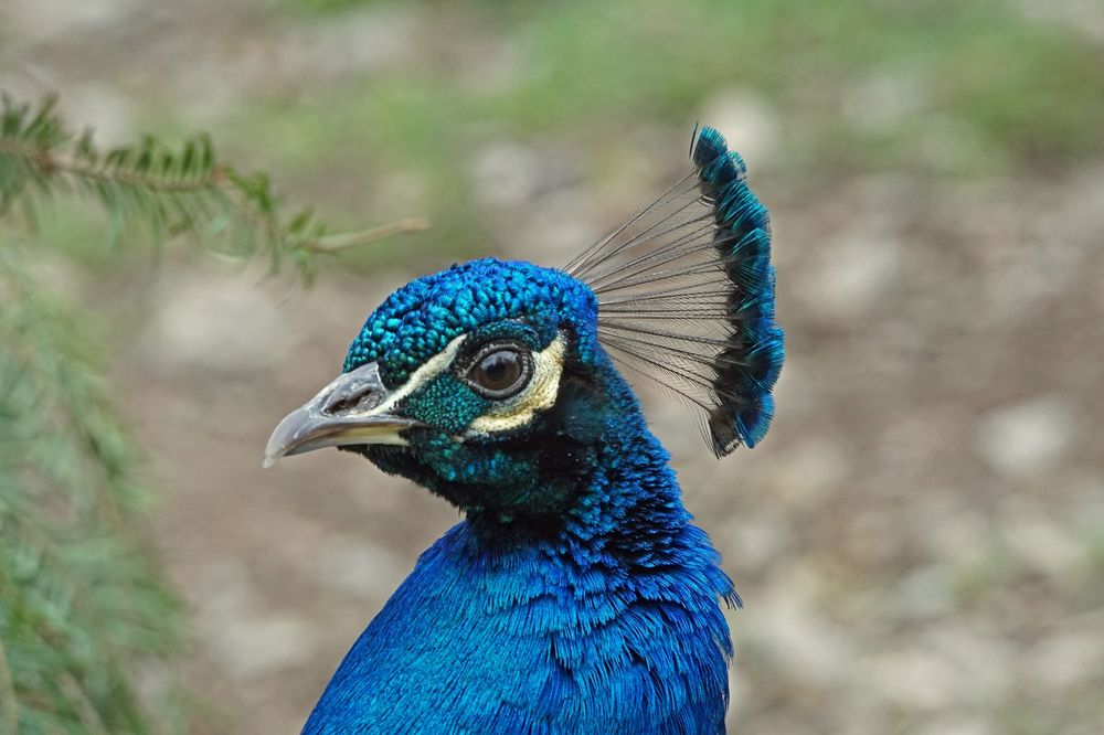 Pfau ...Ansicht Foto & Bild | tiere, wildlife, tierdetails Bilder auf ...