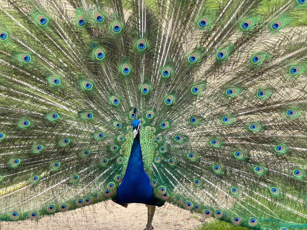 Pfau, auf einem Bein Foto & Bild | tiere, zoo, wildpark & falknerei ...