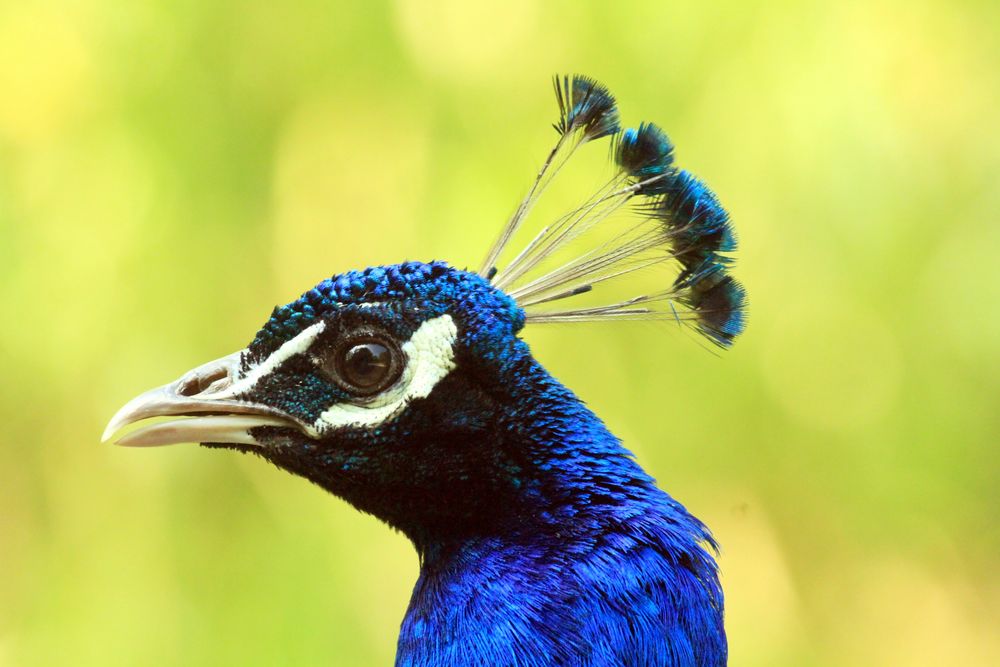 Pfau Foto & Bild | natur, portrait, zoo Bilder auf fotocommunity
