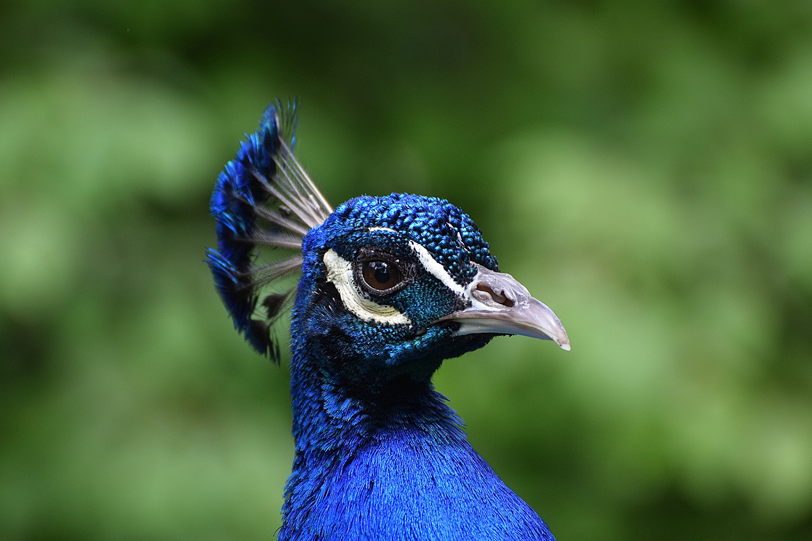 Pfau Foto & Bild | tiere, zoo, wildpark & falknerei, natur Bilder auf ...