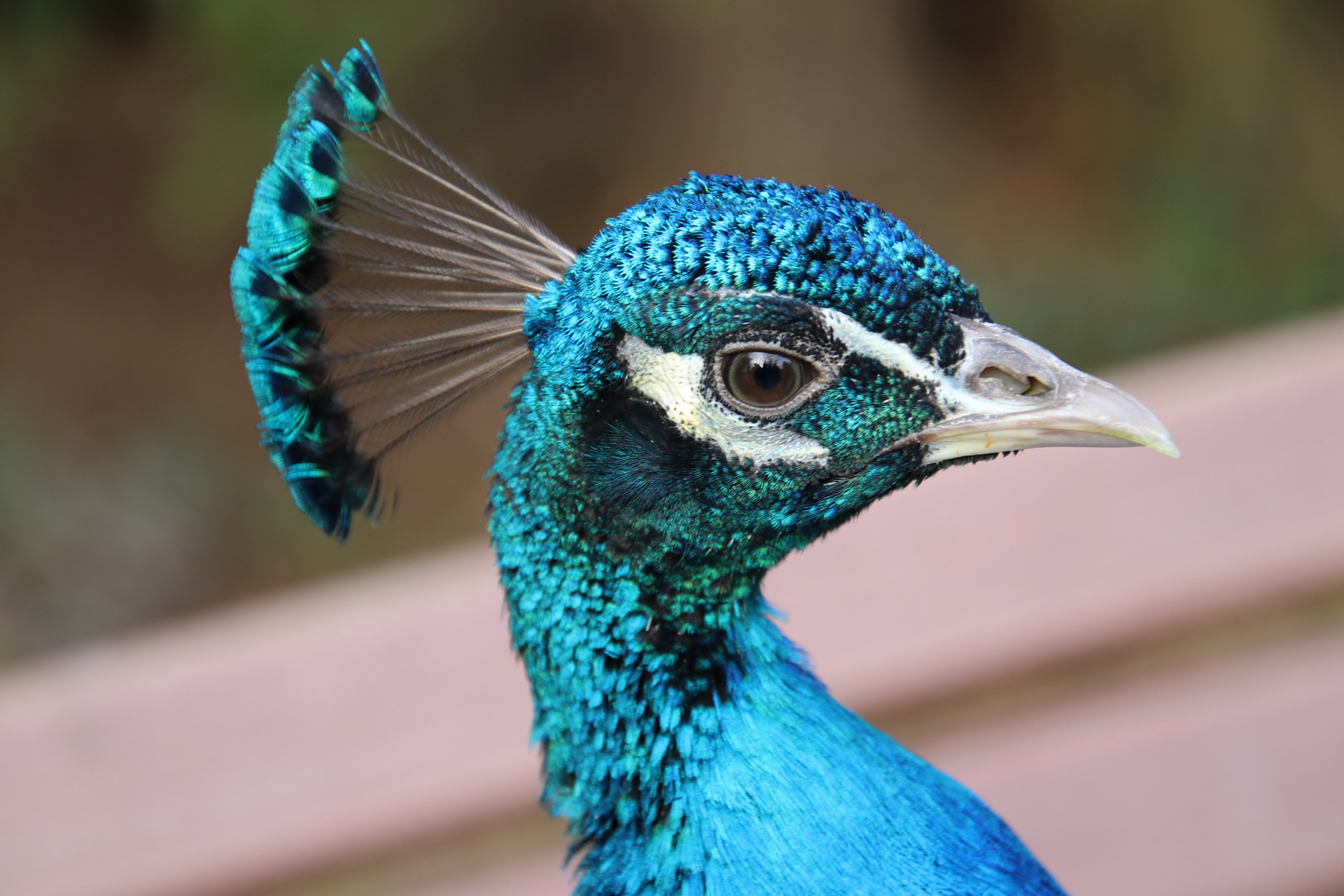Pfau Foto & Bild | tiere, wildlife, wild lebende vögel Bilder auf ...