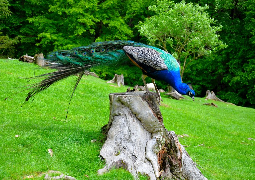 Pfau Foto & Bild | tiere, zoo, wildpark & falknerei, vögel Bilder auf ...