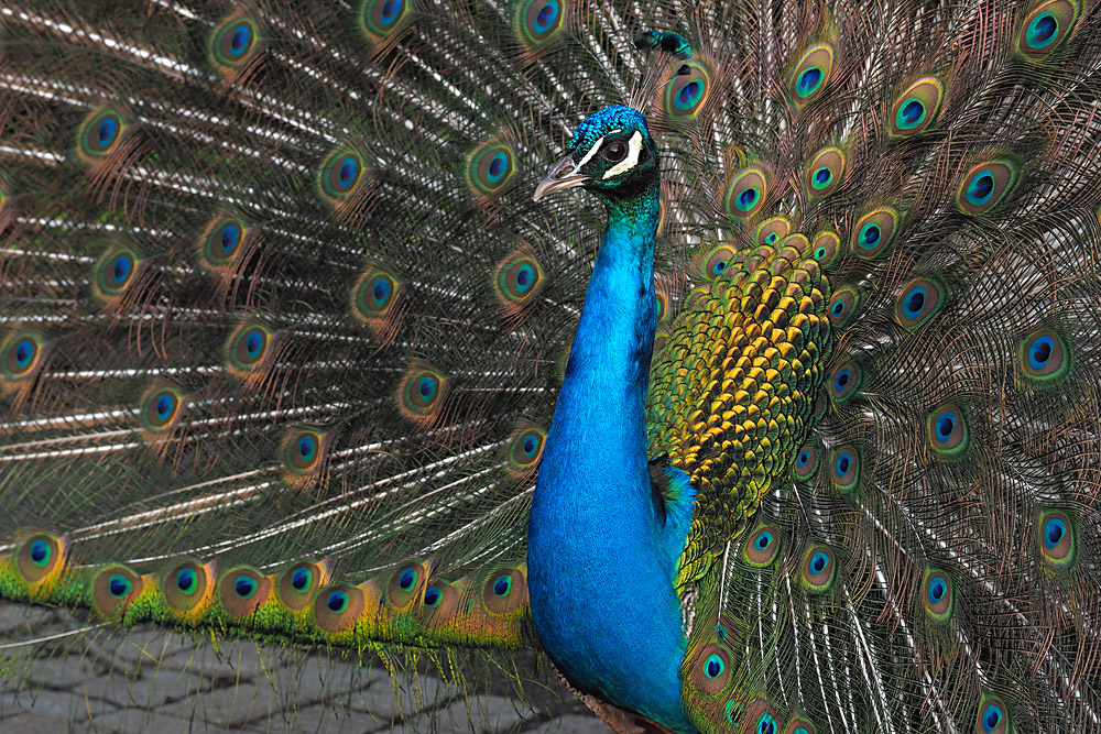 Pfau... Foto & Bild | tiere, zoo, wildpark & falknerei, zoo Bilder auf ...