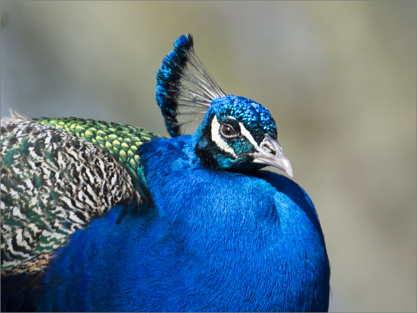 Pfau Foto & Bild | deutsche zoos, natur, zoo Bilder auf fotocommunity