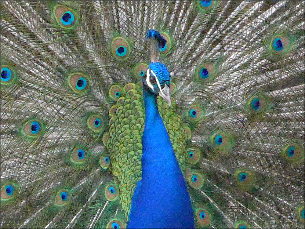 Pfau Foto & Bild | tiere, zoo, wildpark & falknerei, vögel Bilder auf ...