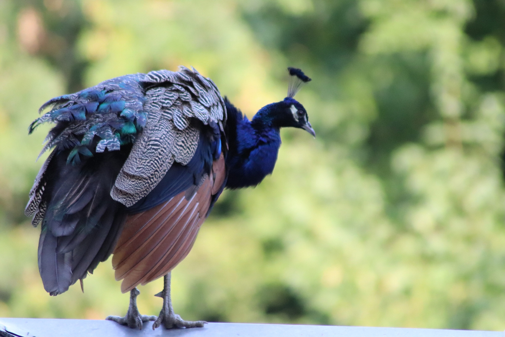Pfau Foto & Bild | tiere, natur Bilder auf fotocommunity