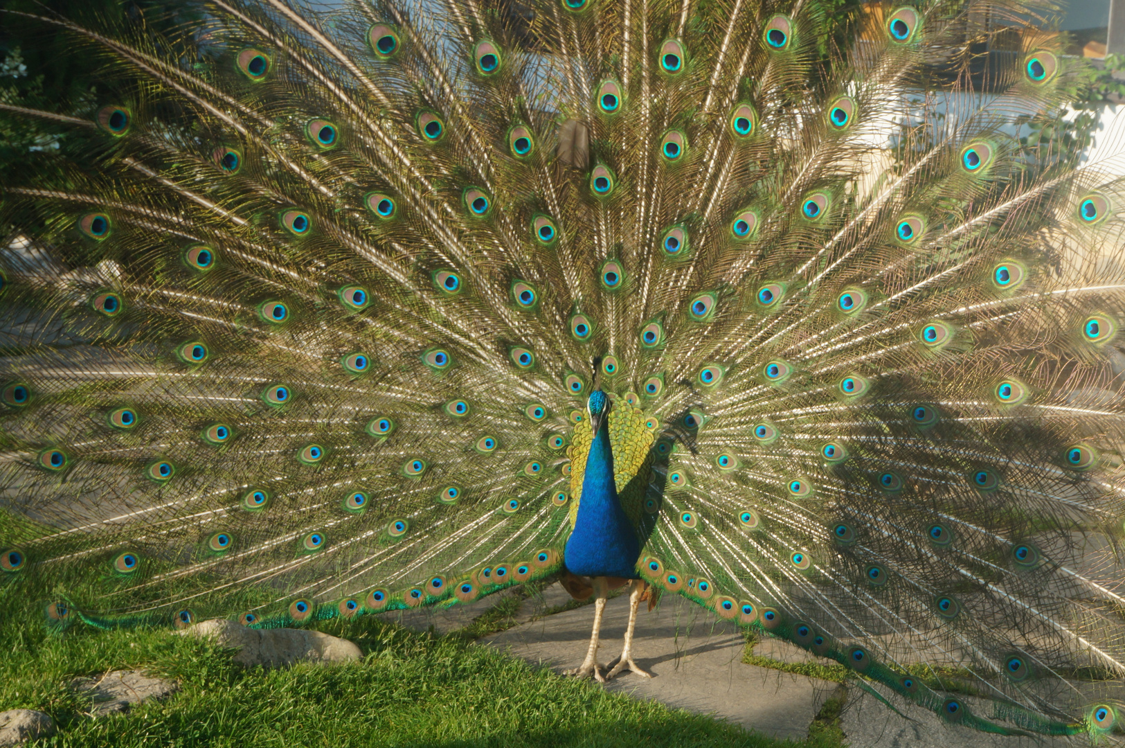 Pfau Foto & Bild | tiere, zoo, wildpark & falknerei, natur Bilder auf ...