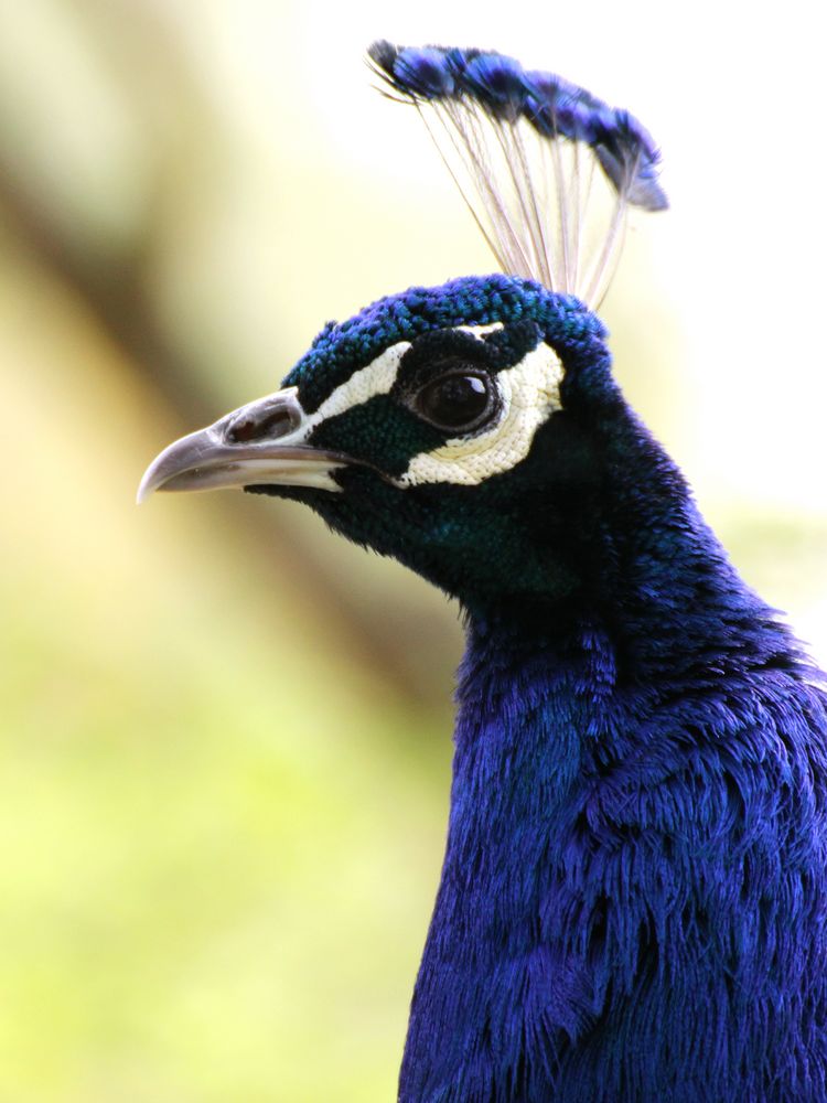 Pfau Foto & Bild | tiere, tierdetails, natur Bilder auf fotocommunity