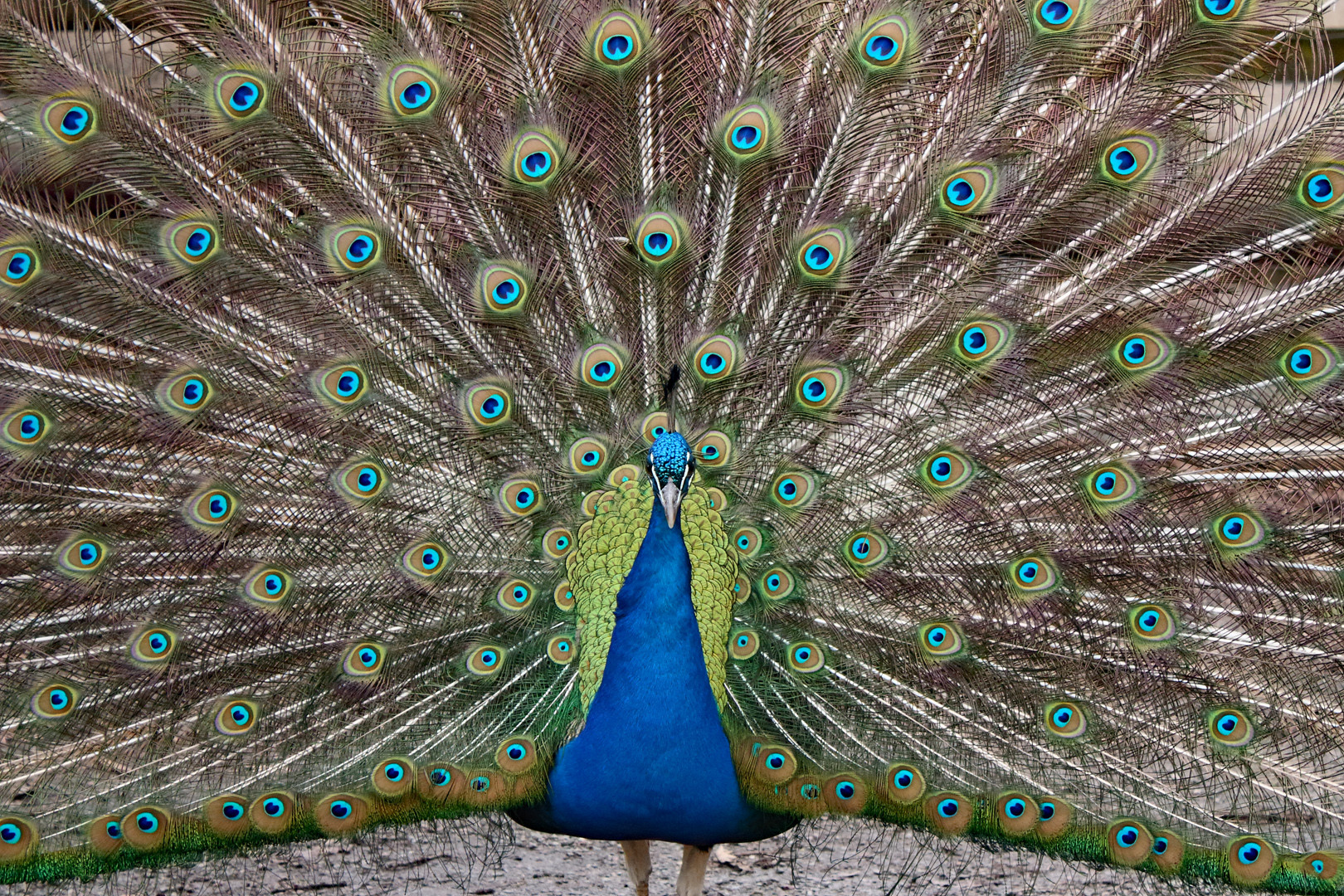 Pfau frontal Foto & Bild | tiere, zoo, wildpark & falknerei, vögel ...